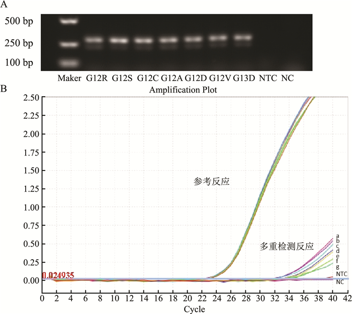 锁核酸和不对称扩增辅助的等位基因多重引物识别kras基因突变的研究