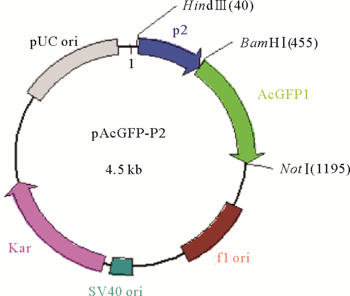 裂殖壶菌 pks2 基因启动子序列扩增及其活性分析